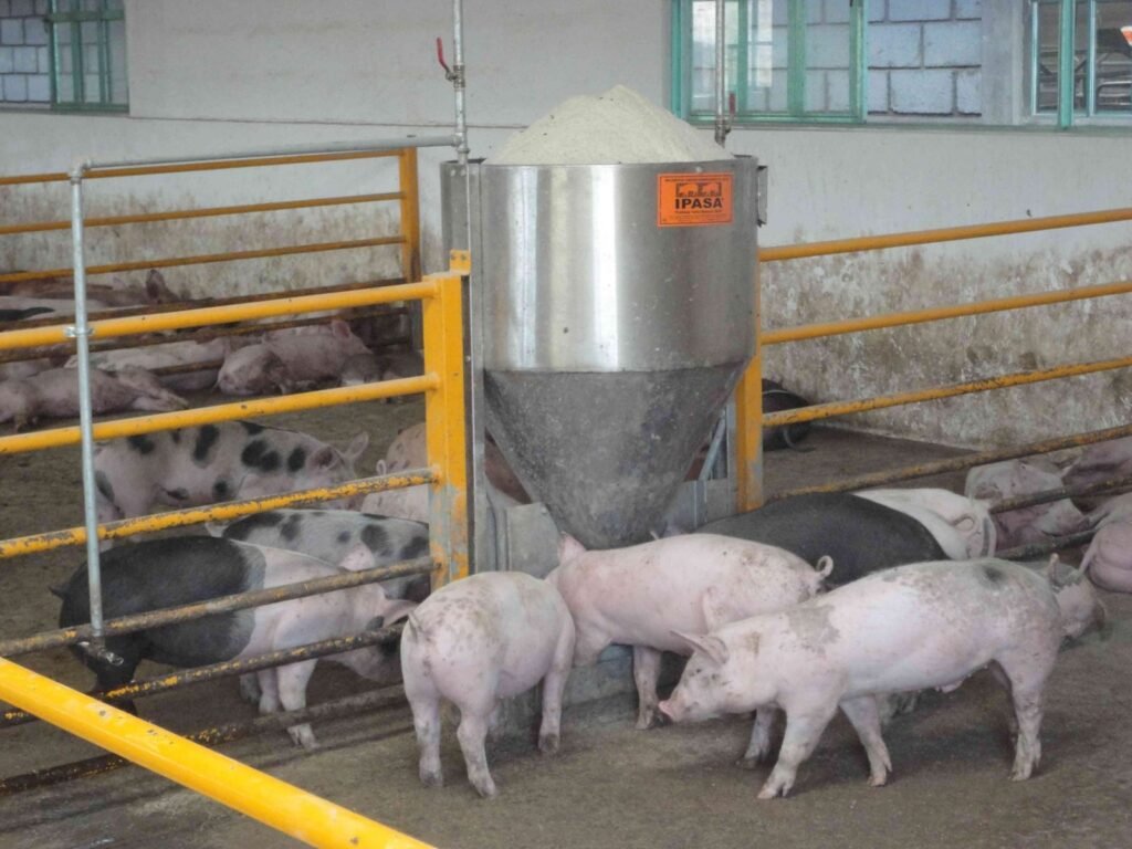 Comedero tipo “Tolva” para cerdos – ipasa