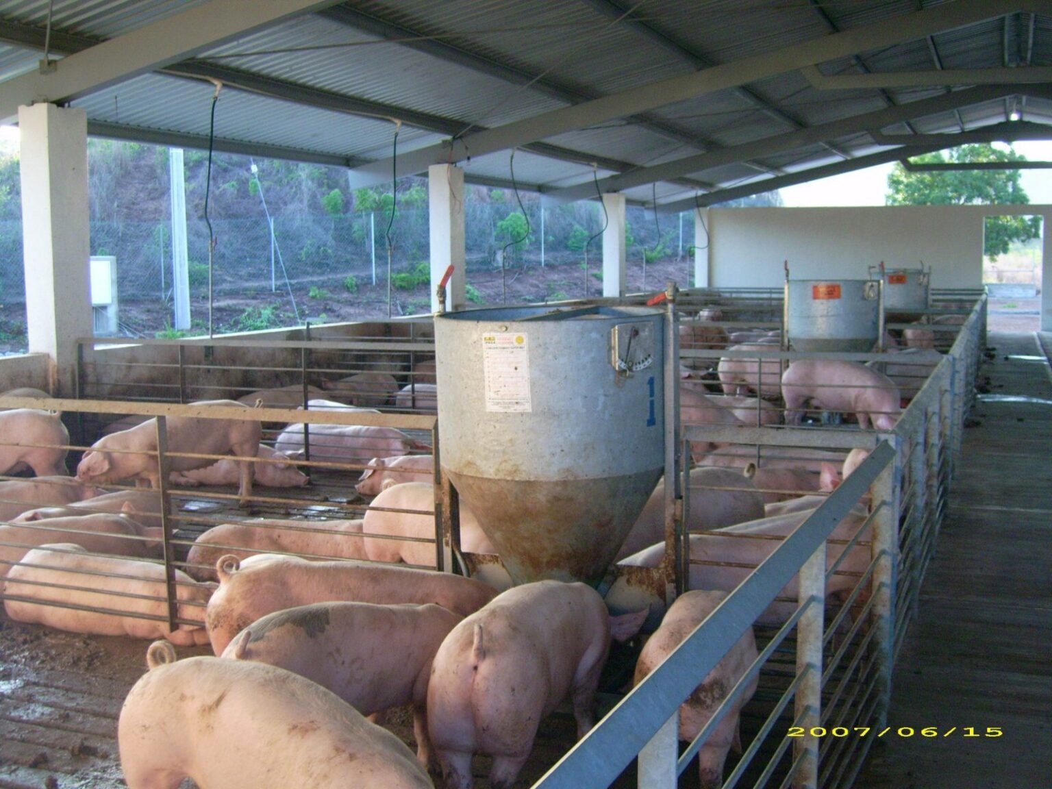 Corral para engorda de cerdos – ipasa